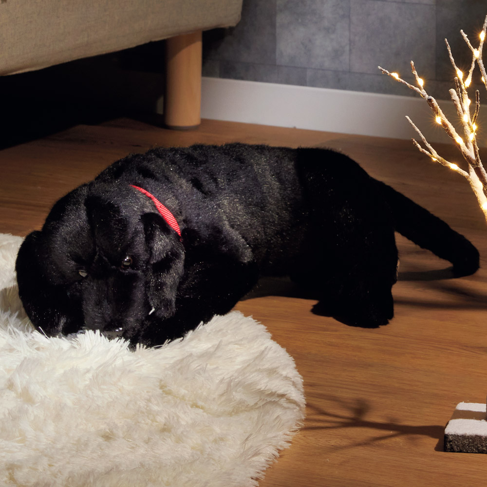 DITZ ラブラドール ディノスANAmall店